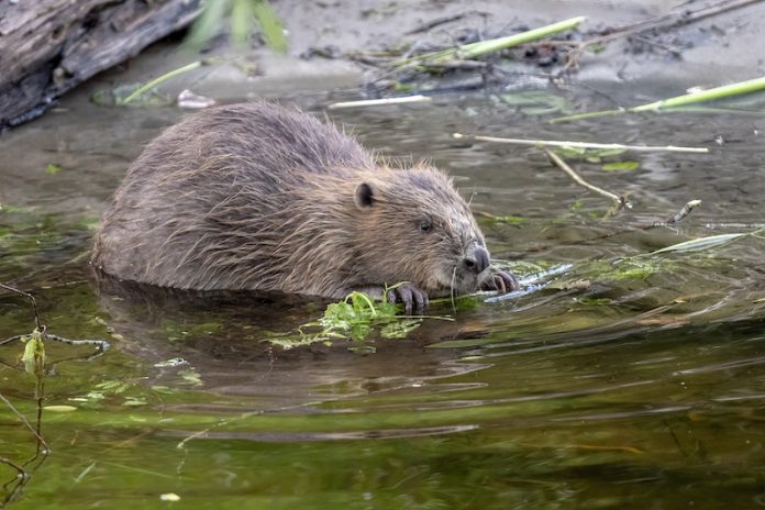 Bringing Beavers Back to The Cairngorms National Park - The Highland Times