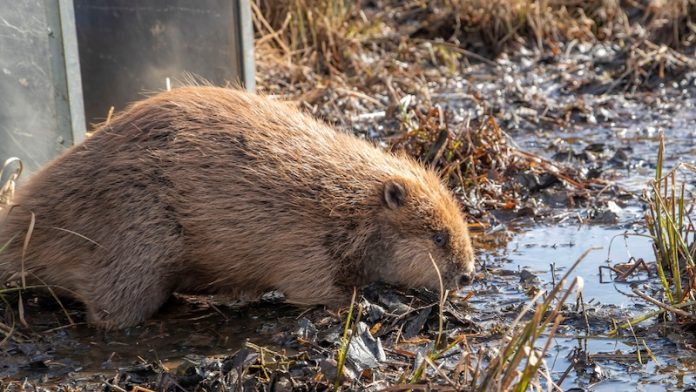 Beavers Released at RSPB Scotland Insh Marshes Nature Reserve - The ...