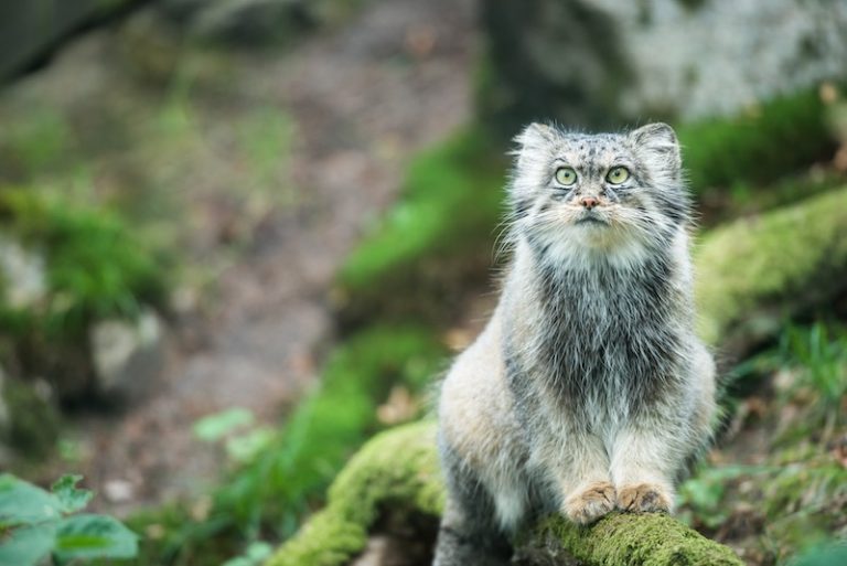 Five Conservation Projects Working to Protect The Elusive Pallas’s Cat ...