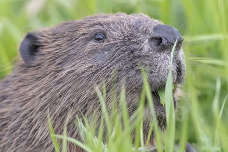 Communities Invited to Discuss Potential Return of Beavers to Loch Ness ...