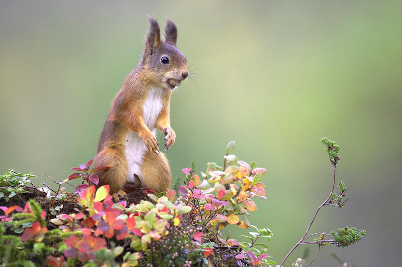 Red Squirrel Range in Highlands Increases by Over 25% Following Major ...